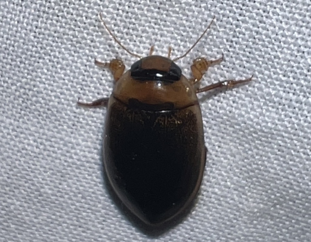 Hydaticus in October 2023 by Luke Smith · iNaturalist