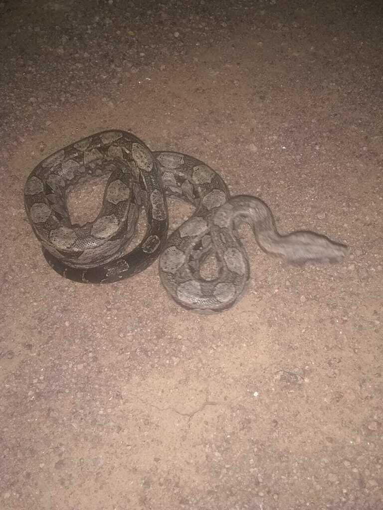 Argentine Boa Constrictor in October 2023 by Isaias Maximiliano ...