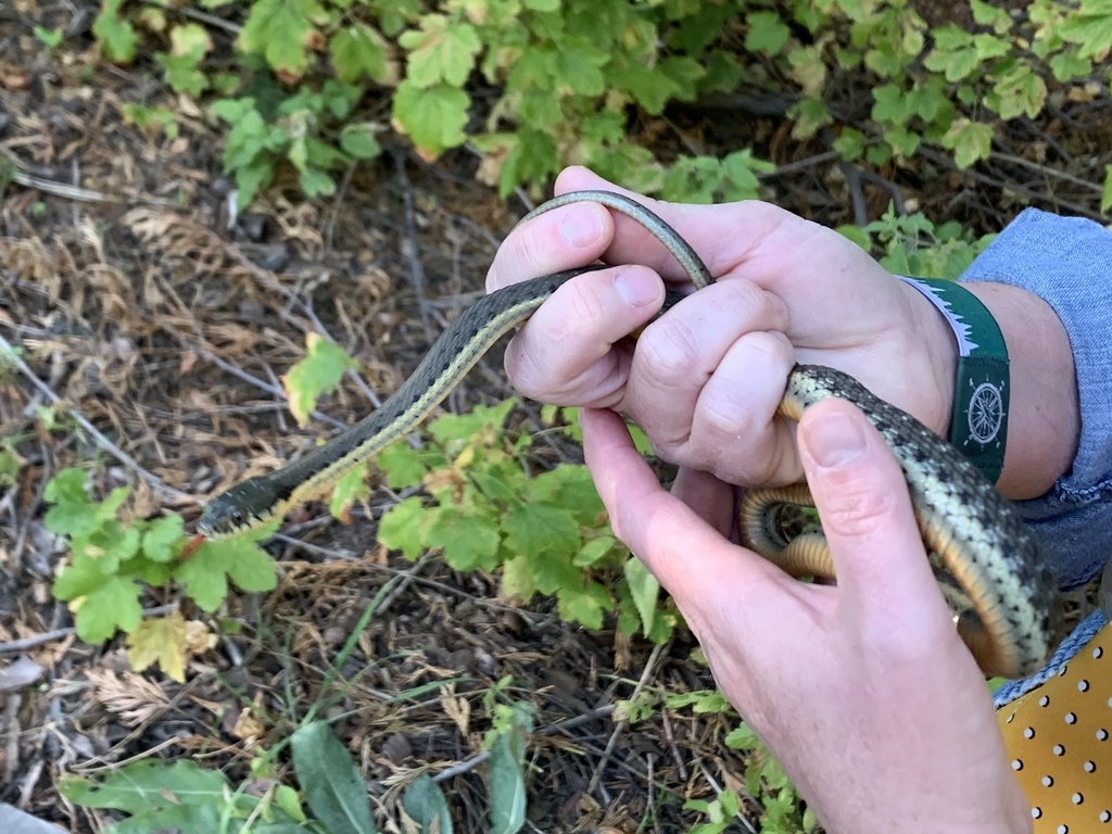 Two-striped Garter Snake in October 2023 by fieldbio · iNaturalist