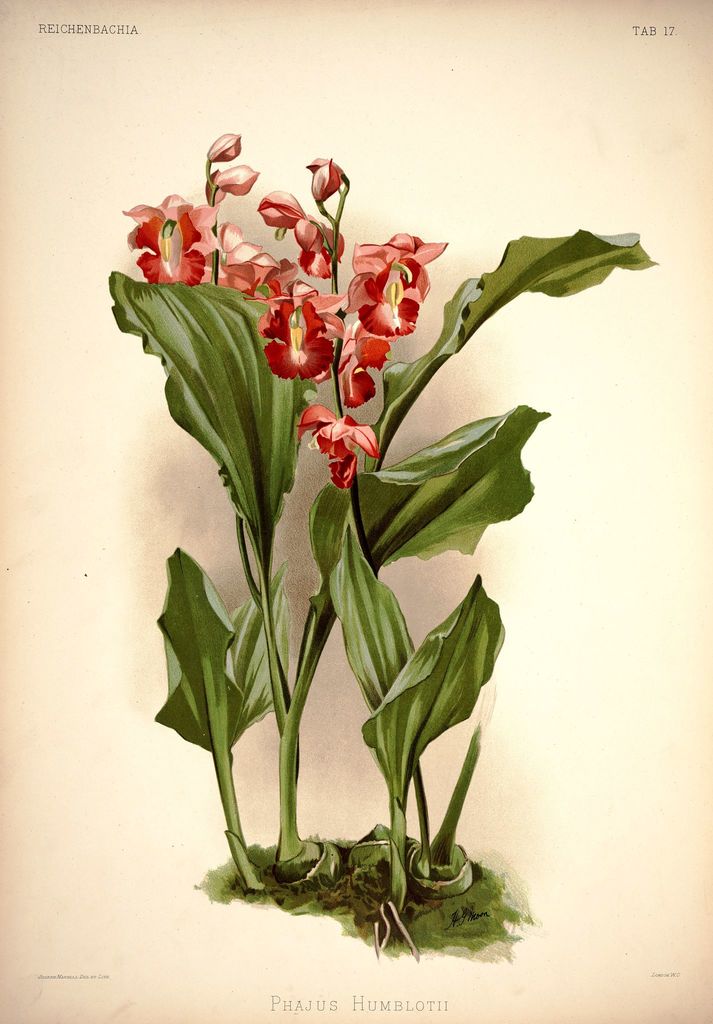 Gastrorchis (Orchids of Analamazaotra & Ranomafana Parks) · iNaturalist