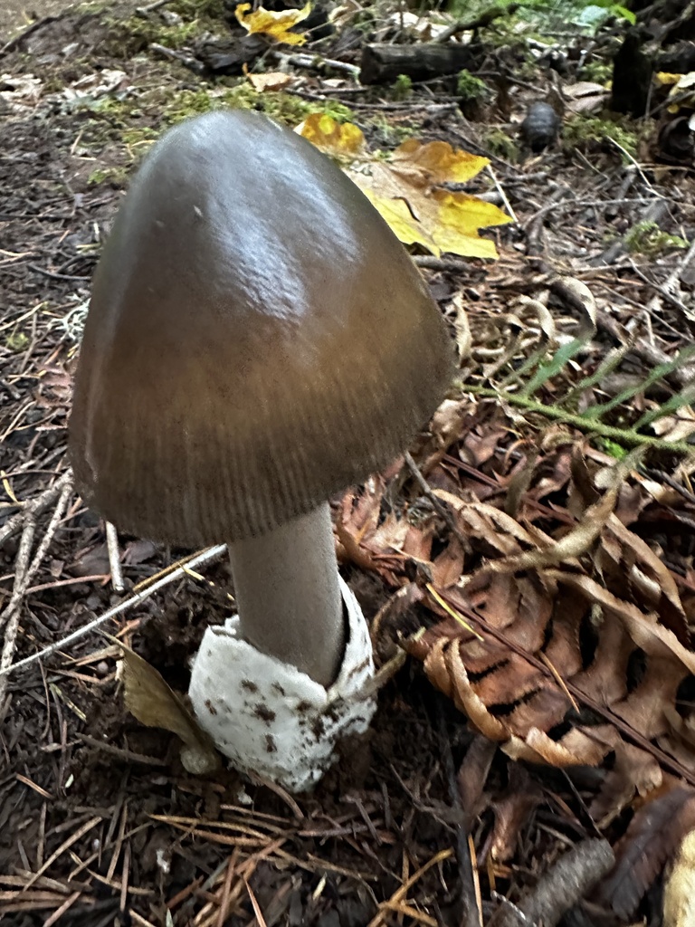 Western Grisette from Corvallis, OR, US on October 22, 2023 at 03:41 PM ...