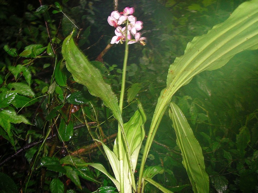 Gastrorchis (Orchids of Analamazaotra & Ranomafana Parks) · iNaturalist
