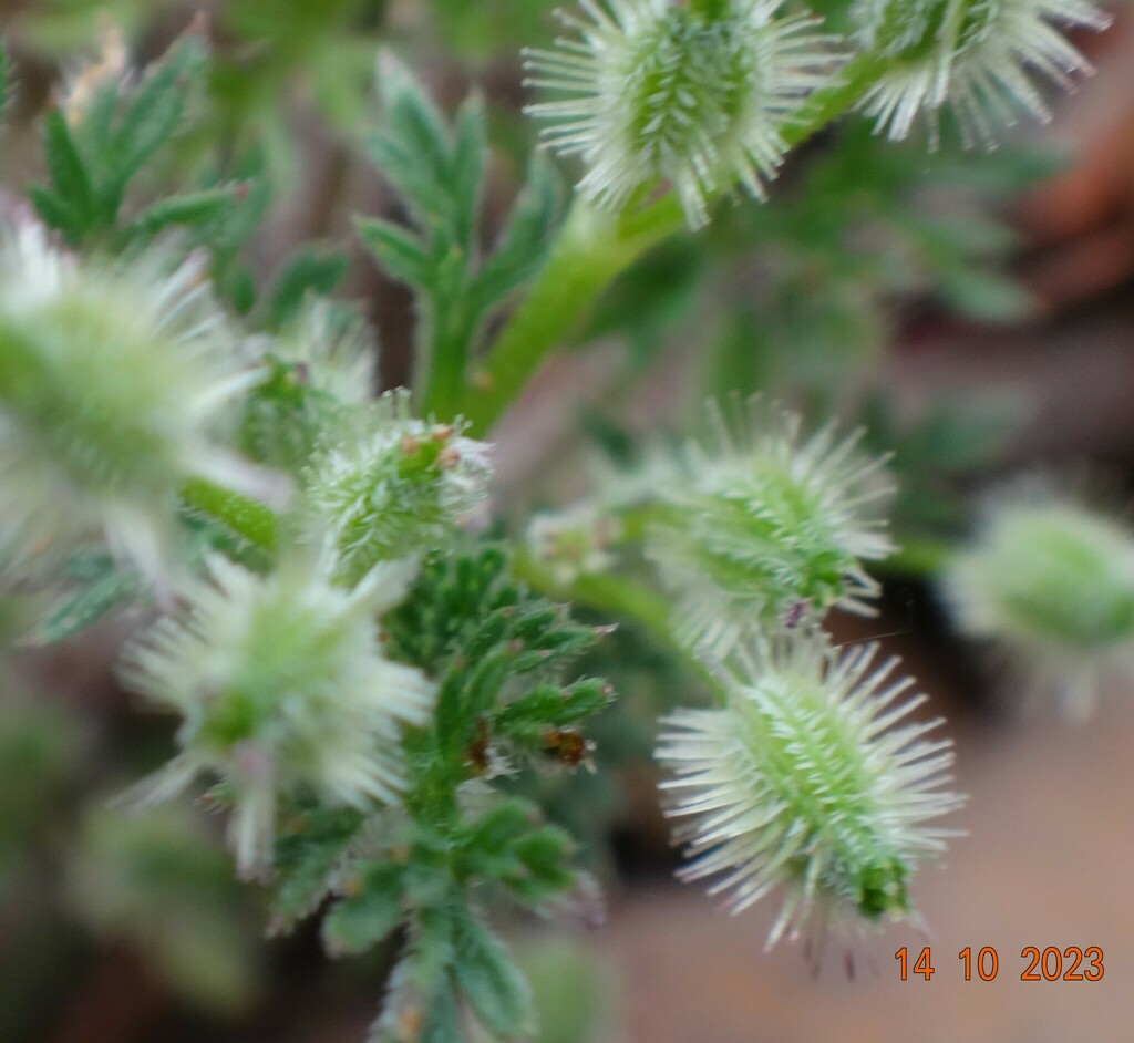 Australian Carrot from Stawell VIC 3380, Australia on October 14, 2023 ...