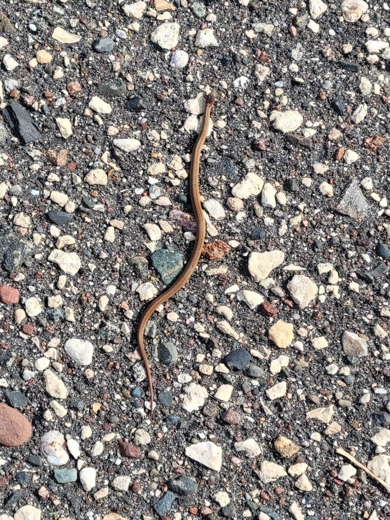 Red-bellied Snake from Oak Park Heights, MN 55082, USA on October 21 ...