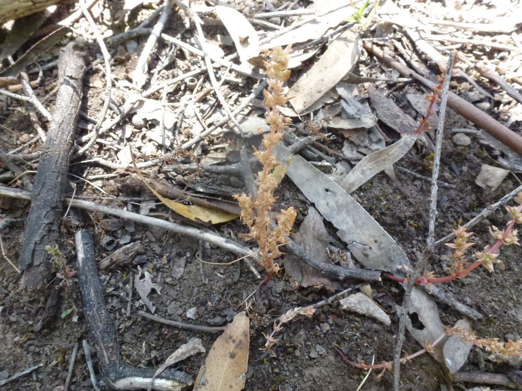 Crassula colligata from Happy Valley Reservoir, SA, Australia on ...