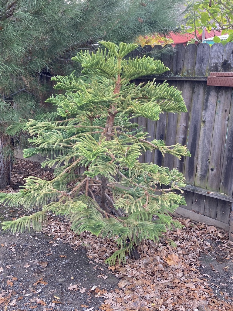 Eutacta from Vacaville, CA, USA on December 24, 2020 at 09:31 AM by ...