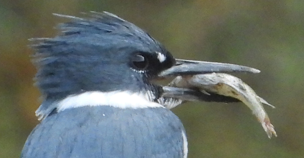 Belted Kingfisher from Kemp Mill, MD, USA on October 19, 2023 at 05:11 ...