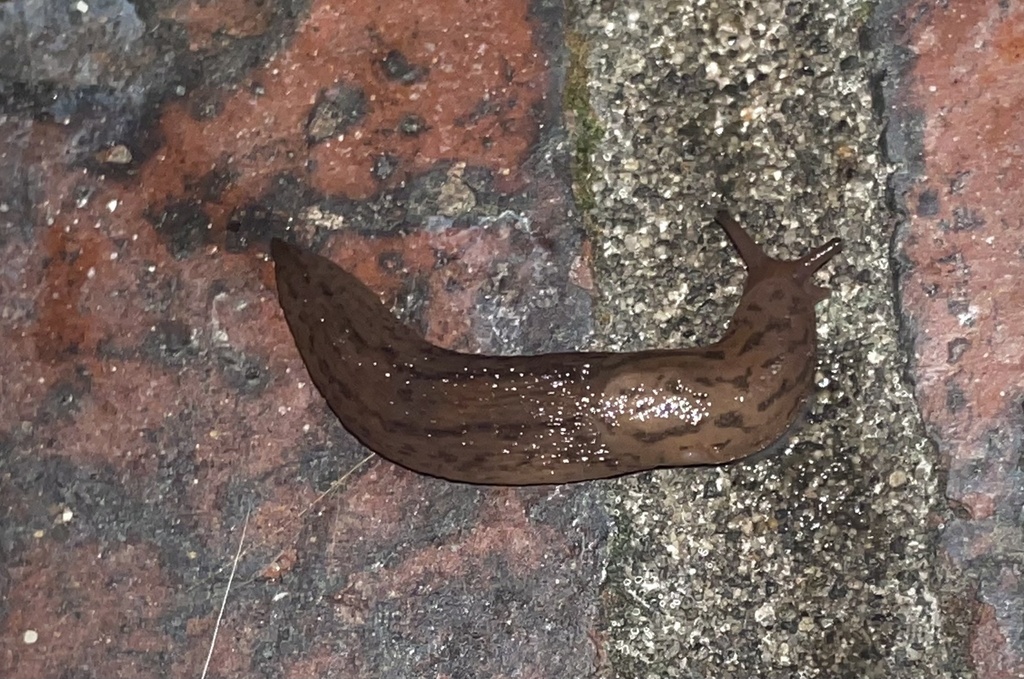 Striped Garden Slug from Alki Ave SW, Seattle, WA, US on October 22 ...