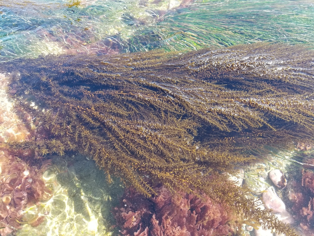 Japanese Wireweed from 32.814203 -117.273998 on March 17, 2019 by ...