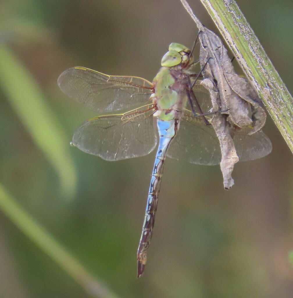 Common Green Darner from Fort Bend County, TX, USA on October 22, 2023 ...