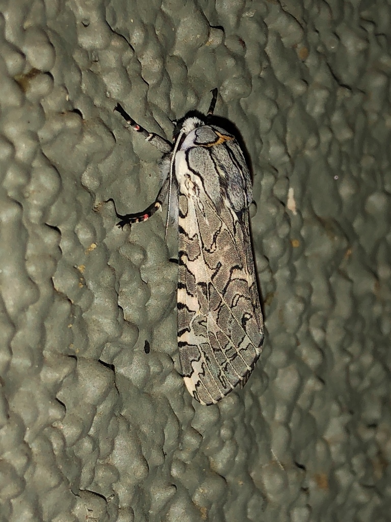 Painted Tiger Moth in October 2023 by John F. Green · iNaturalist
