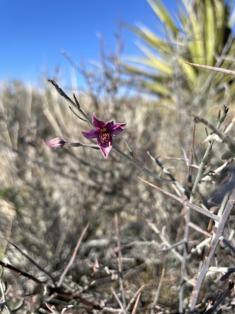 White Rhatany from Joshua Tree National Park, Desert Hot Springs, CA ...