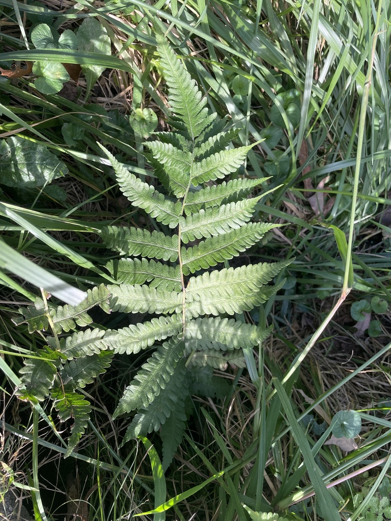 Soft Fern from W Richardson St, Oxford, GA, US on October 22, 2023 at ...