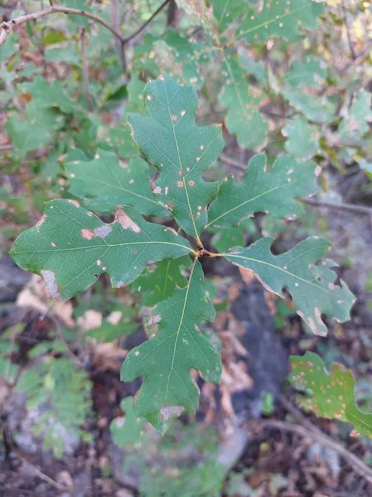 Lacey Oak from 65154 N.L., México on October 22, 2023 at 11:10 AM by ...