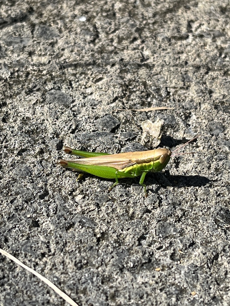 Chinese rice grasshopper in October 2023 by Nakatada Wachi · iNaturalist