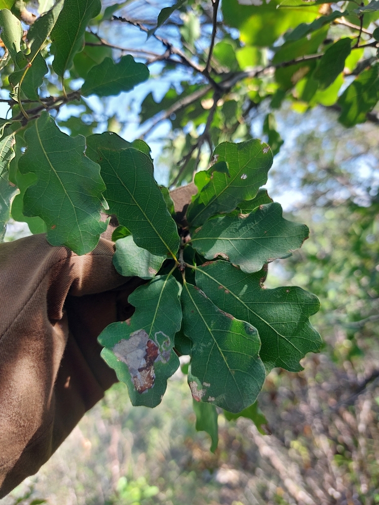 Lacey Oak from 65154 N.L., México on October 22, 2023 at 11:02 AM by ...