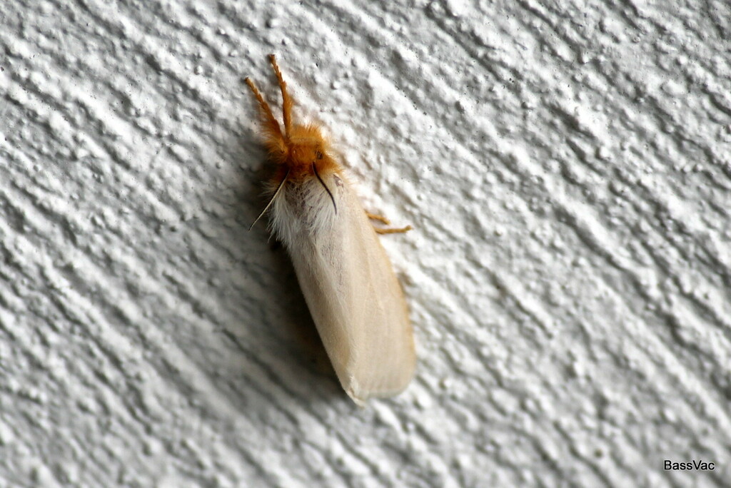 Tinged Tussock Moth from Beacon Hill NSW 2100, Australia on January 5 ...