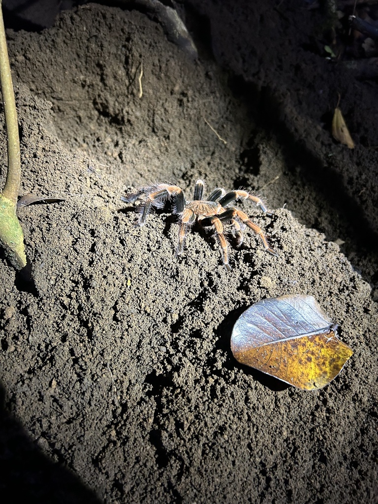 Costa Rican Redleg Tarantula from Puntarenas, CR on October 22, 2023 at ...