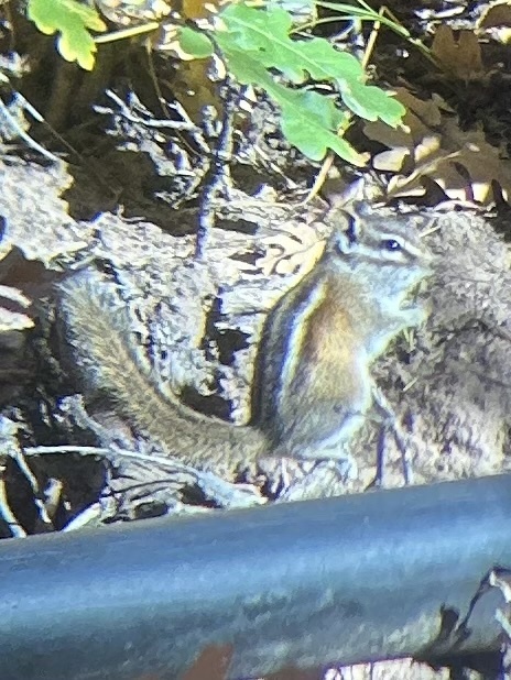 Western Chipmunks from W Falls Creek Rd, Cebolla, NM, US on October 21 ...