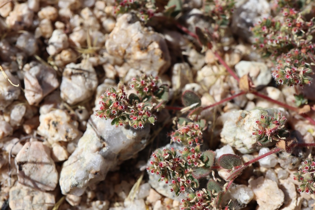 Yuma Sandmat from Joshua Tree National Park, Indio, CA, US on October ...