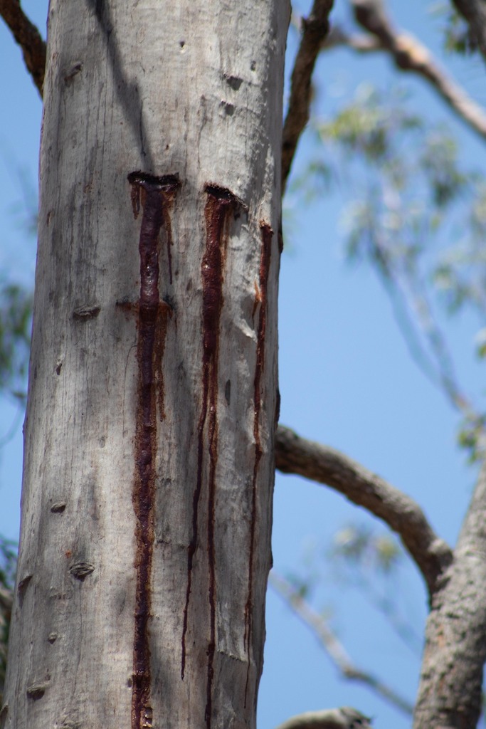 Yellow-bellied Glider in October 2023 by Hayley Troupe. Feed Tree ...