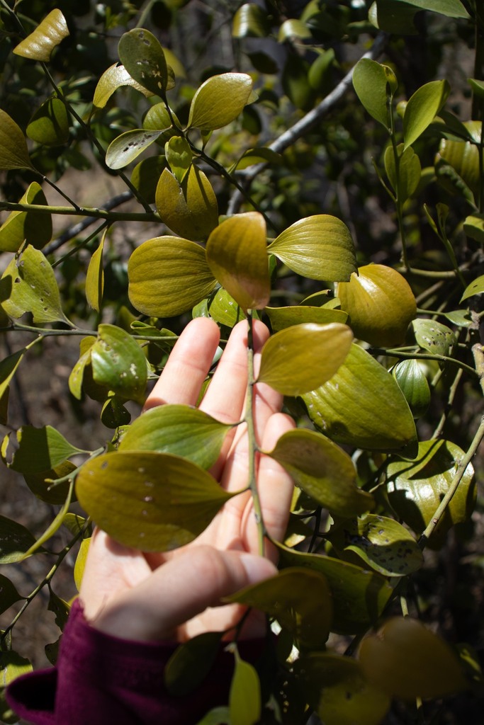 Broad Leaved Native Cherry from St Mary QLD 4650, Australia on October ...