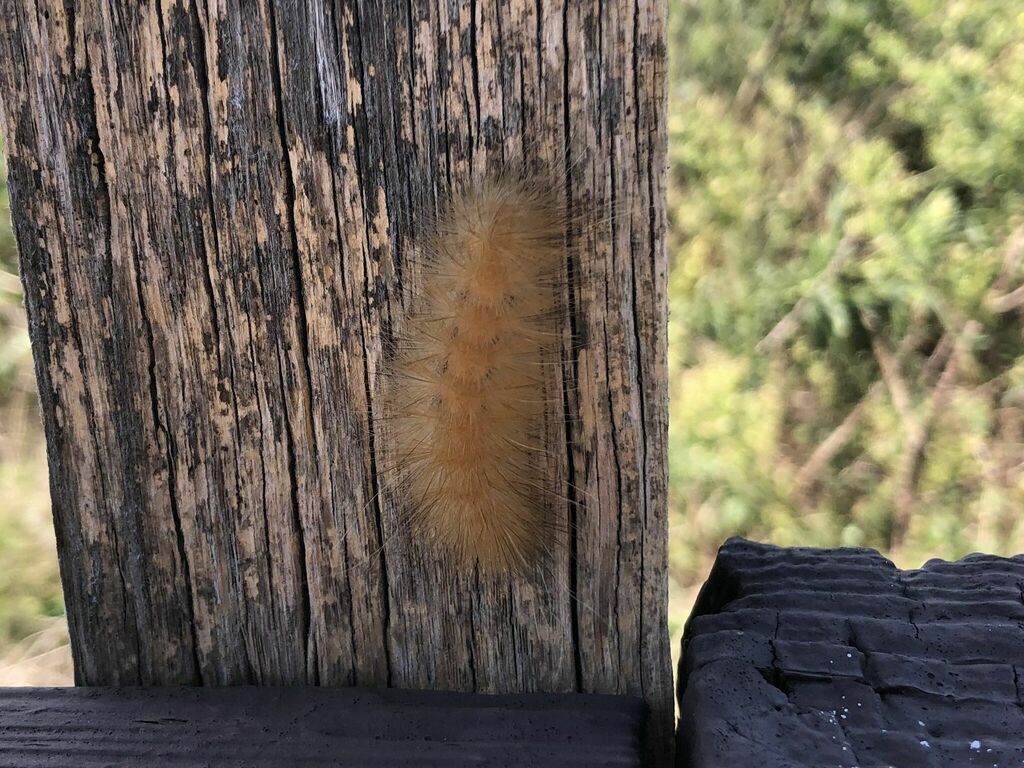 Virginian Tiger Moth from Kent County, DE, USA on September 5, 2020 at ...