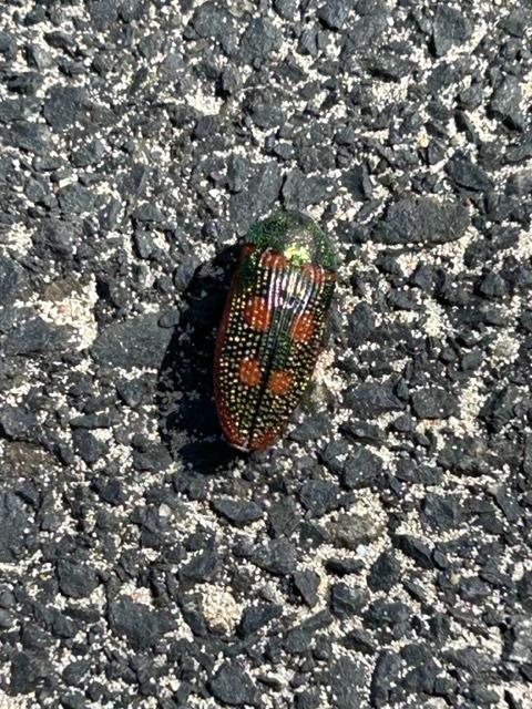 Stigmodera cancellata from Busselton WA 6280, Australia on October 23 ...