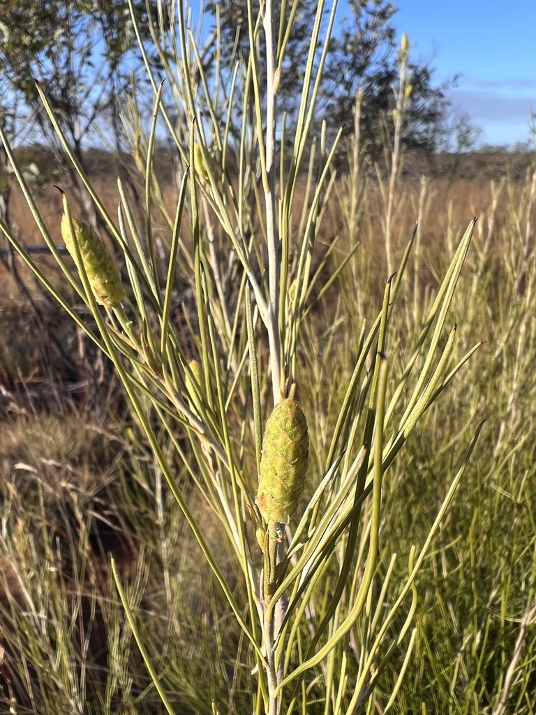 Grevillea pterosperma from Riverland Biosphere Reserve, Gluepot, SA, AU ...