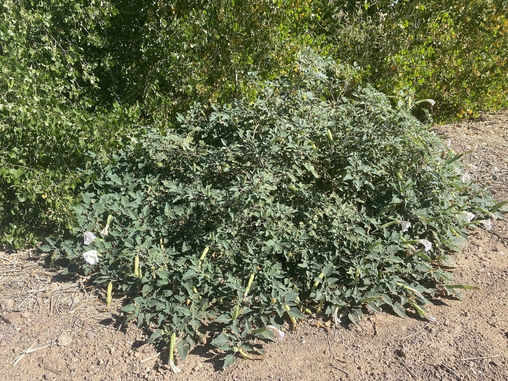 Sacred Datura from Park Store - Lake Mead National Recreation Area ...