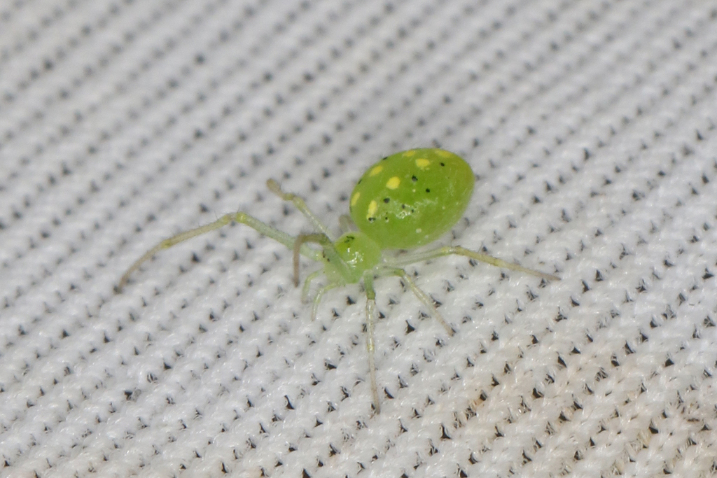 Chrysso from Jeeralang Junction VIC 3840, Australia on September 30 ...