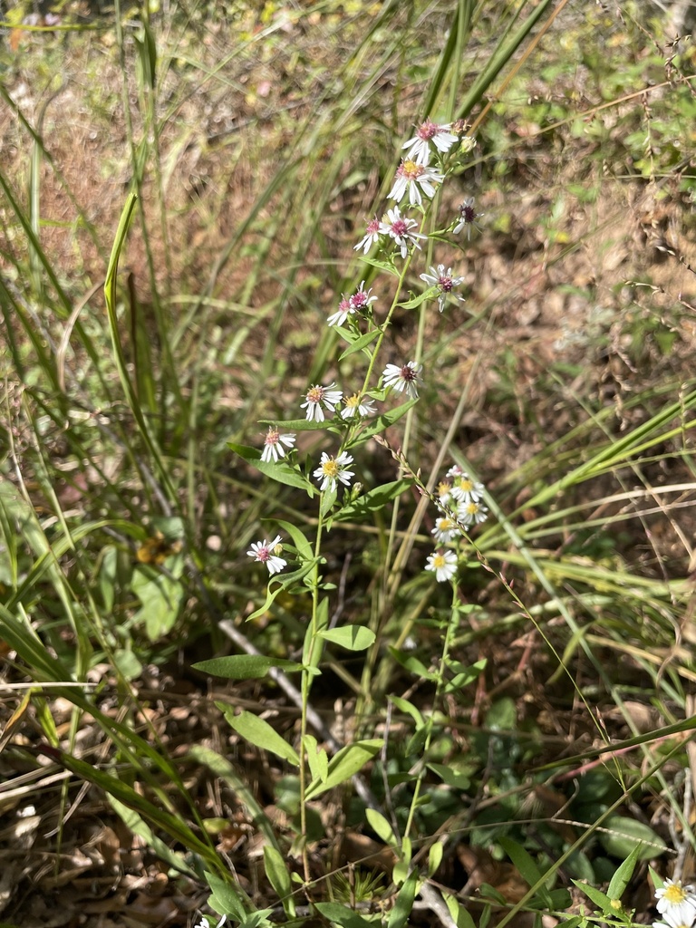calico aster from W Richardson St, Oxford, GA, US on October 22, 2023 ...