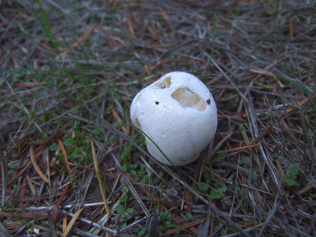 Meadow Puffball from Humboldt County, CA, USA on October 19, 2023 at 12 ...