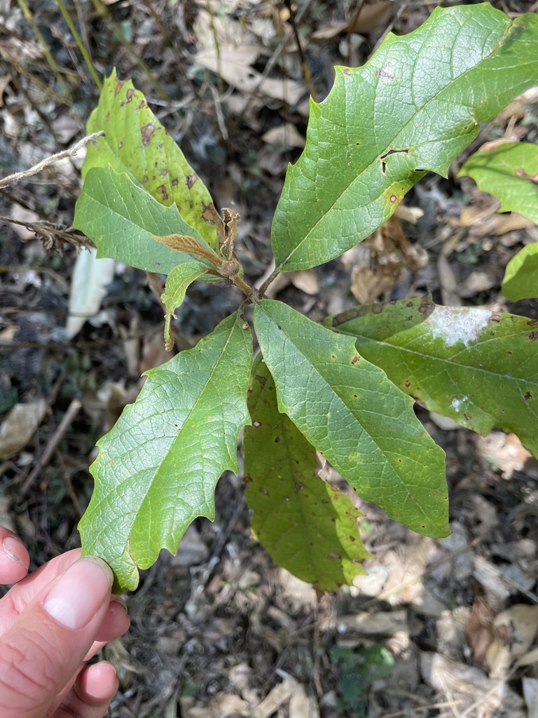 white beech from Usher Park, Daisy Hill, QLD, AU on October 13, 2023 at ...