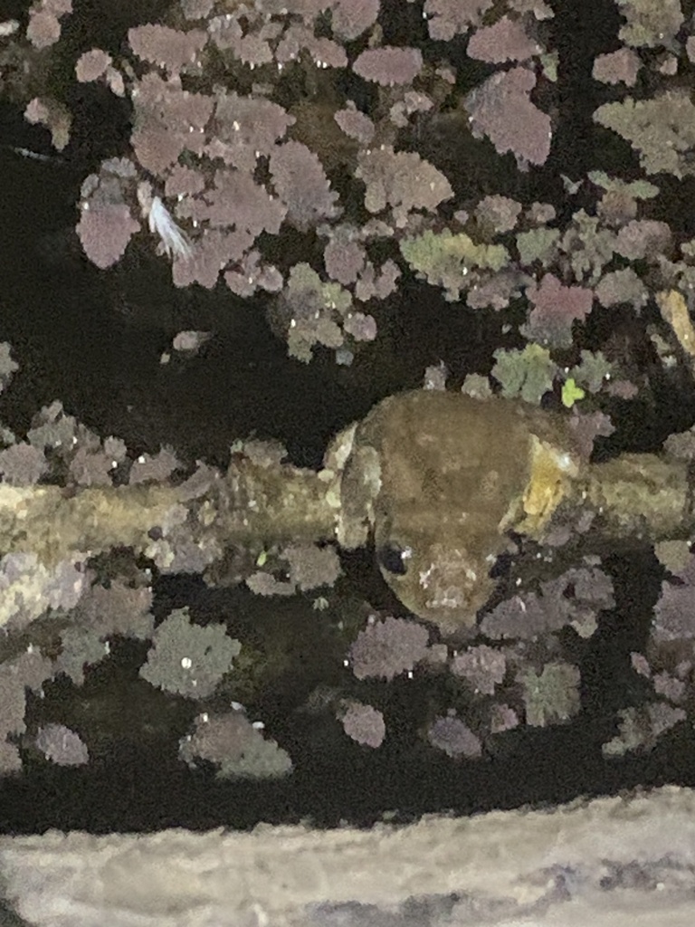 Peron's Tree Frog from The Marra, NSW, AU on October 19, 2023 at 08:49 ...