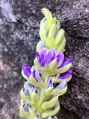 Cullen praeruptorum · NaturaLista Colombia