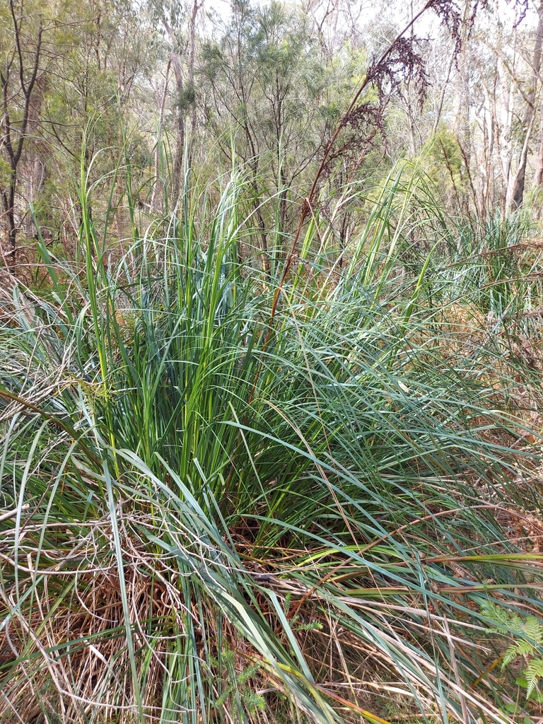 Red-fruit Saw-sedge from Woodforde SA 5072, Australia on October 23 ...
