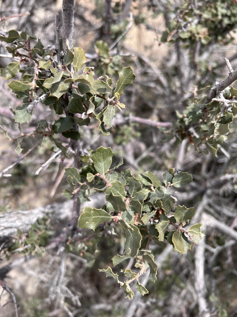 Muller's oak from Joshua Tree National Park, Desert Hot Springs, CA, US ...