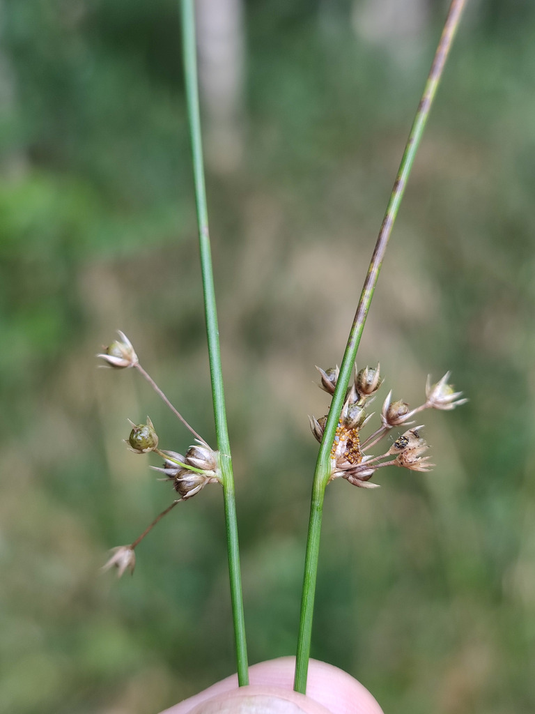 Thread Rush from Н7-3 (Гаврино), Гусь-Хрустальный р-н, Владимирская обл ...