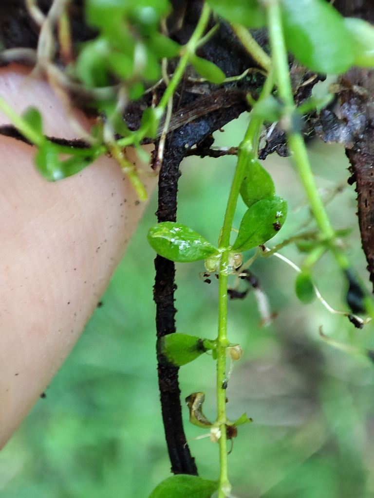 long-styled water-starwort from Н7-3 (Гаврино), Гусь-Хрустальный р-н ...