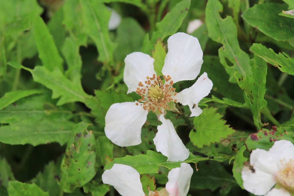 southern dewberry from Chambers County, TX, USA on March 10, 2019 by ...