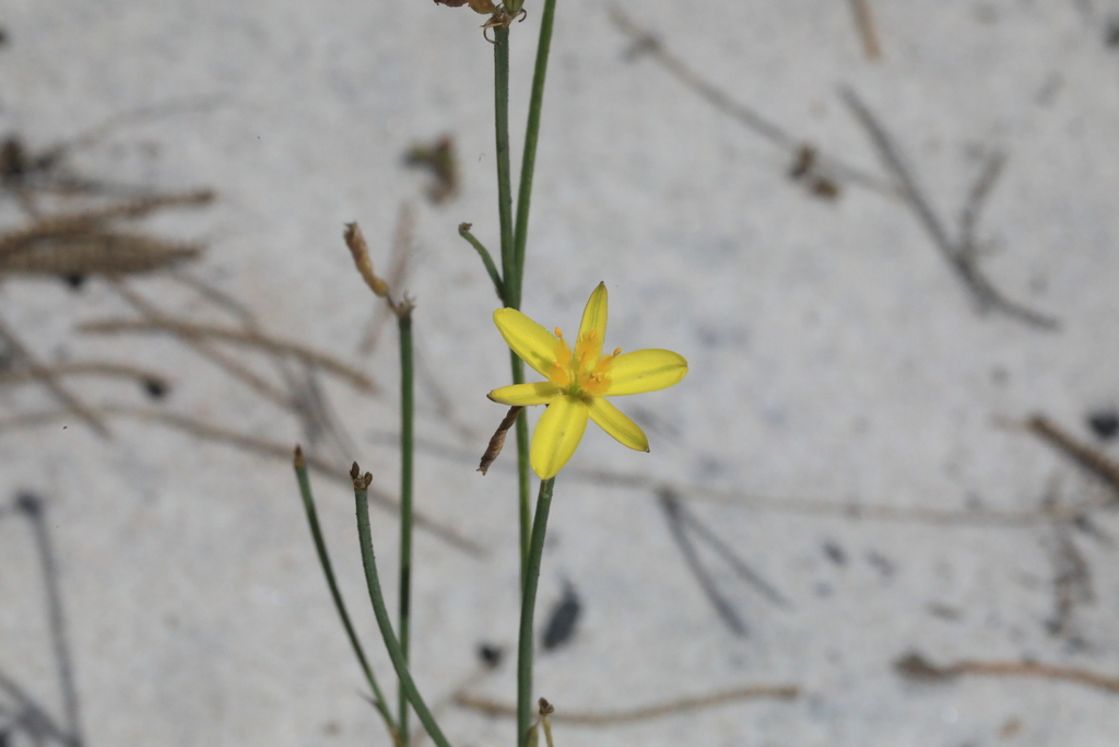 yellow rush-lily from Salt Ash NSW 2318, Australia on October 2, 2023 ...