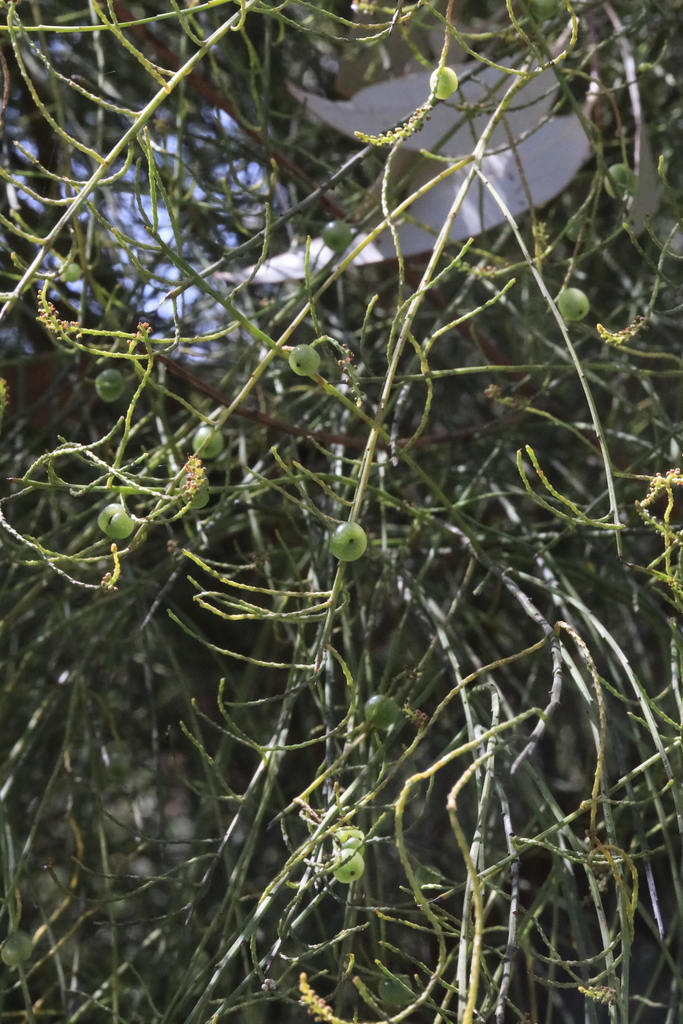 Native Currant from Salt Ash NSW 2318, Australia on October 2, 2023 at ...