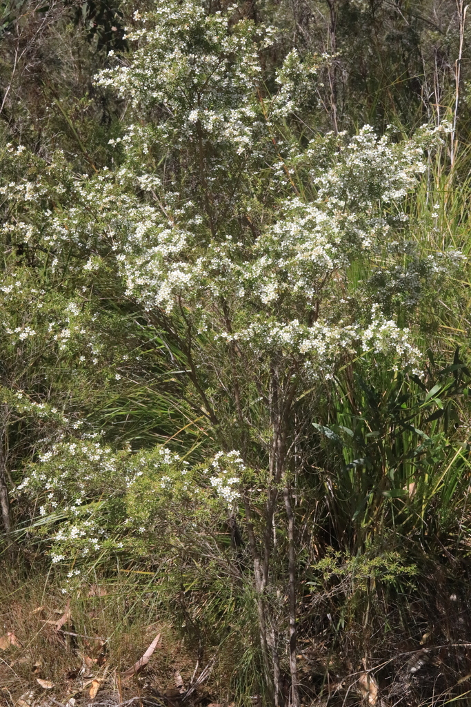 Tantoon from Salt Ash NSW 2318, Australia on October 2, 2023 at 01:20 ...