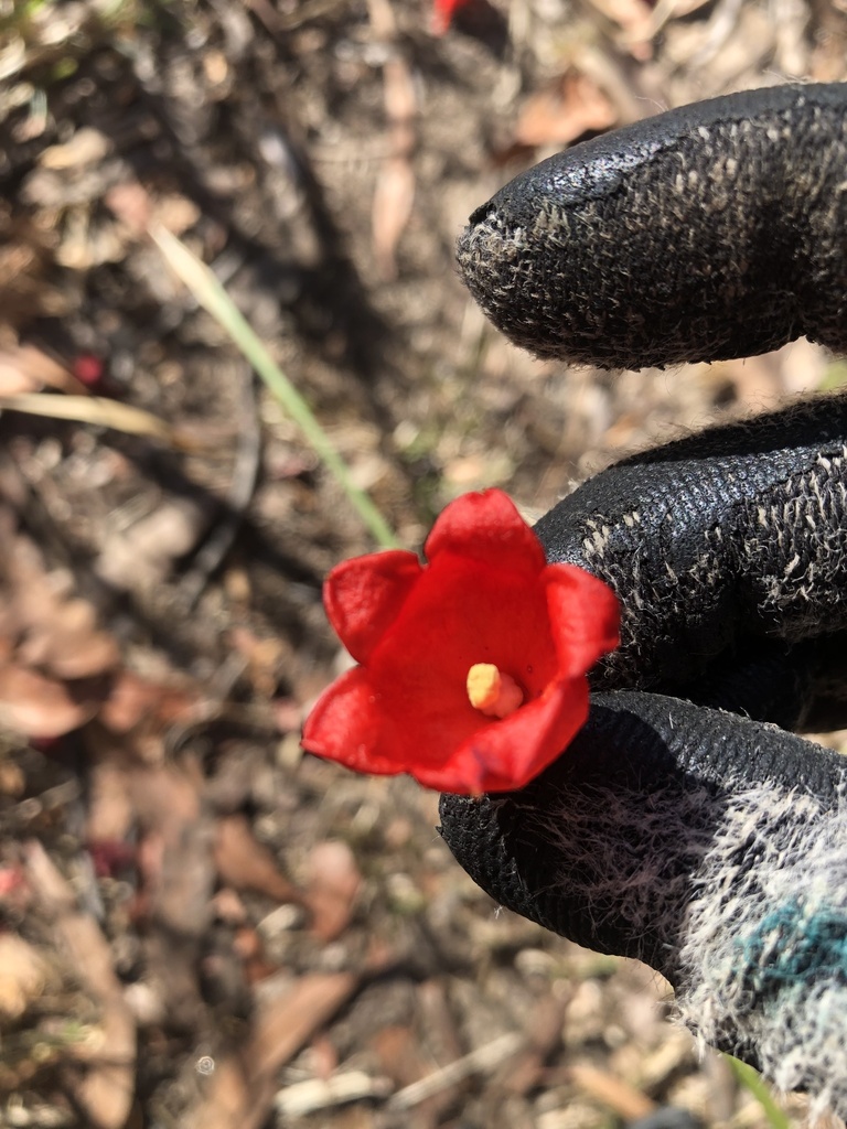 flame tree from Michigan Ave, Asquith, NSW, AU on October 23, 2023 at ...