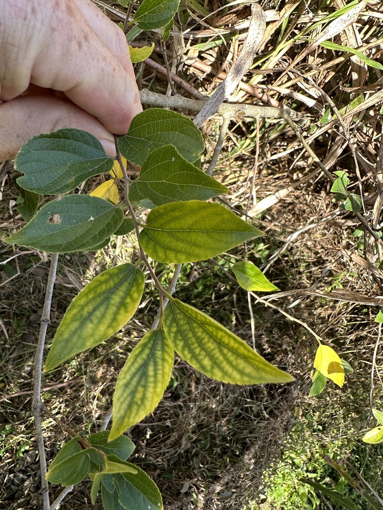 Chinese Hackberry in July 2023 by cwelden_ecp · iNaturalist