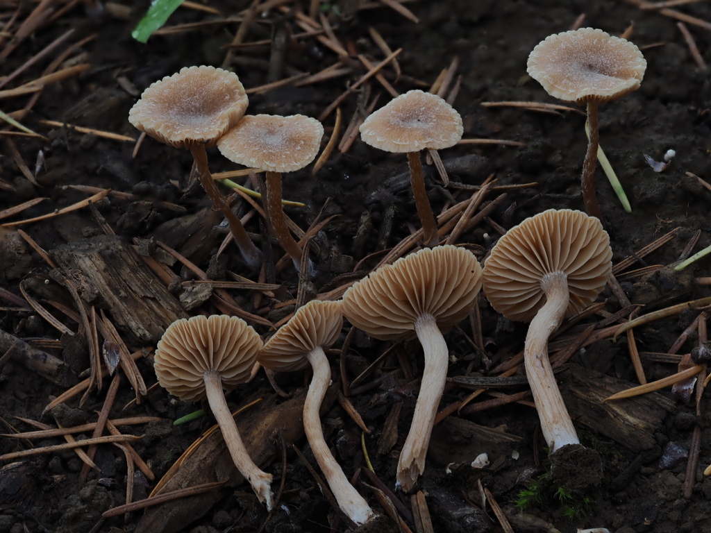felted twiglet from Hillsboro, OR, USA on October 22, 2023 by James ...
