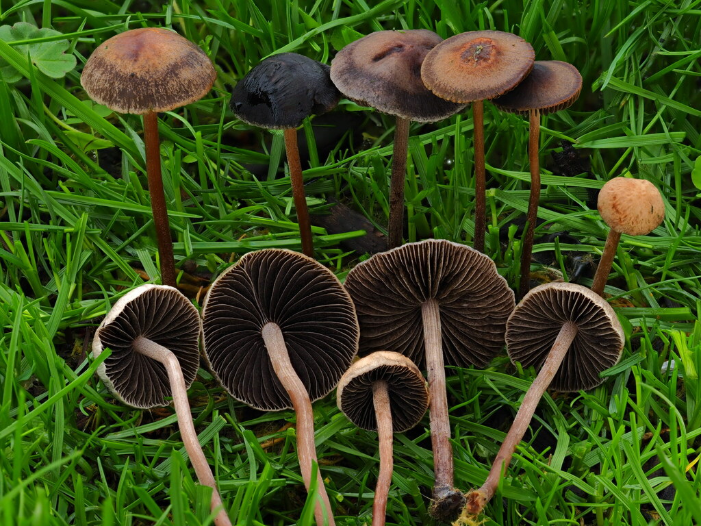 Banded Mottlegill from Hillsboro, OR, USA on October 22, 2023 by James ...