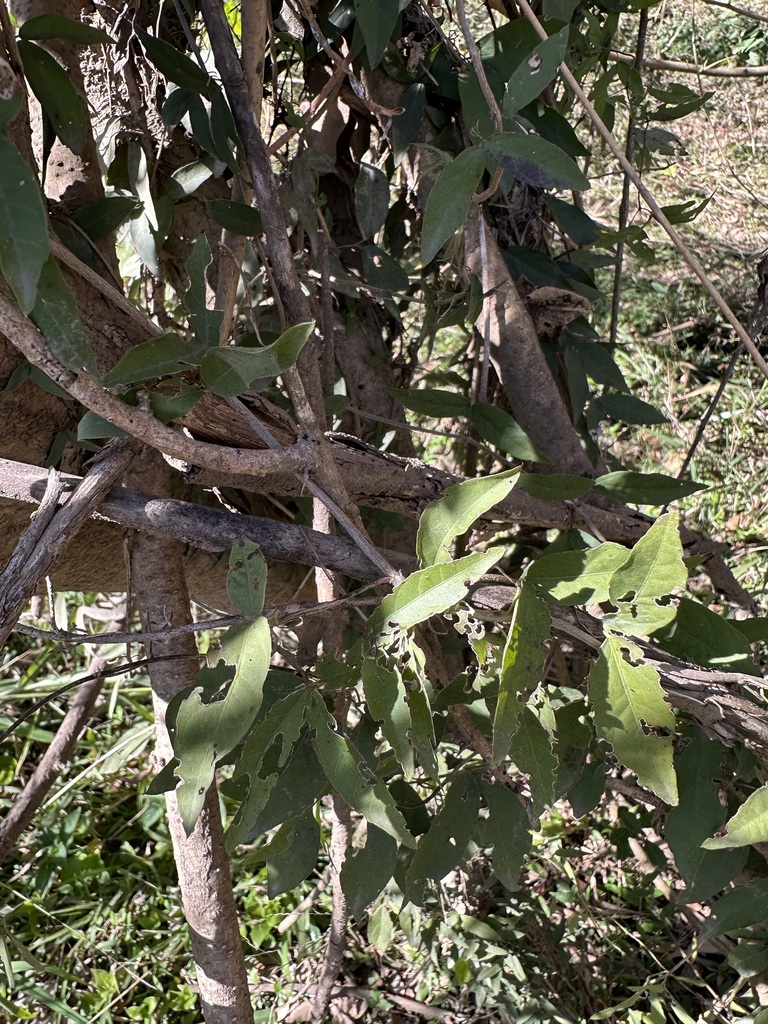 Catclaw vine in July 2023 by cwelden_ecp · iNaturalist