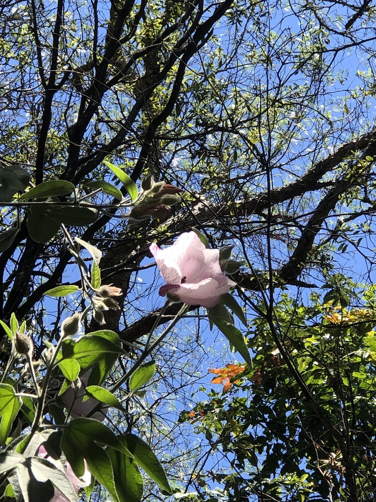 Hibiscus splendens from Michigan Ave, Asquith, NSW, AU on October 23 ...